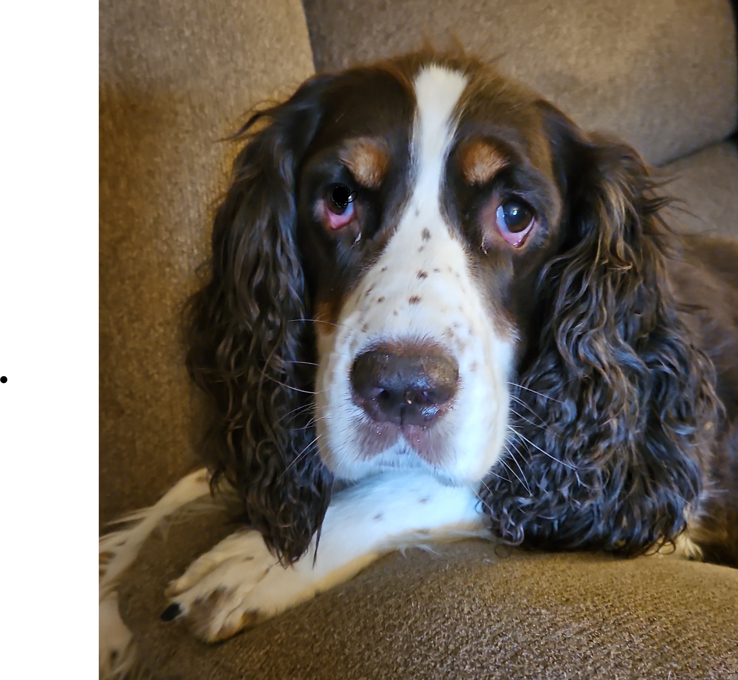 Pets – MFA-Edge 2025